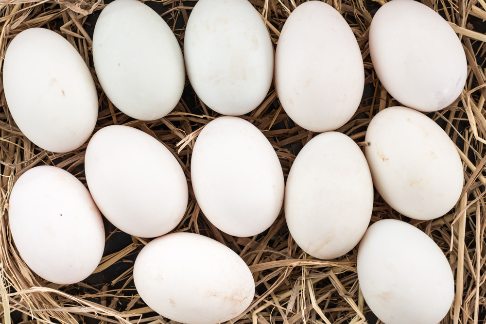 Duck eggs (dozen) - Winsky Farm: Local Beef and Pork in Oxford, MA
